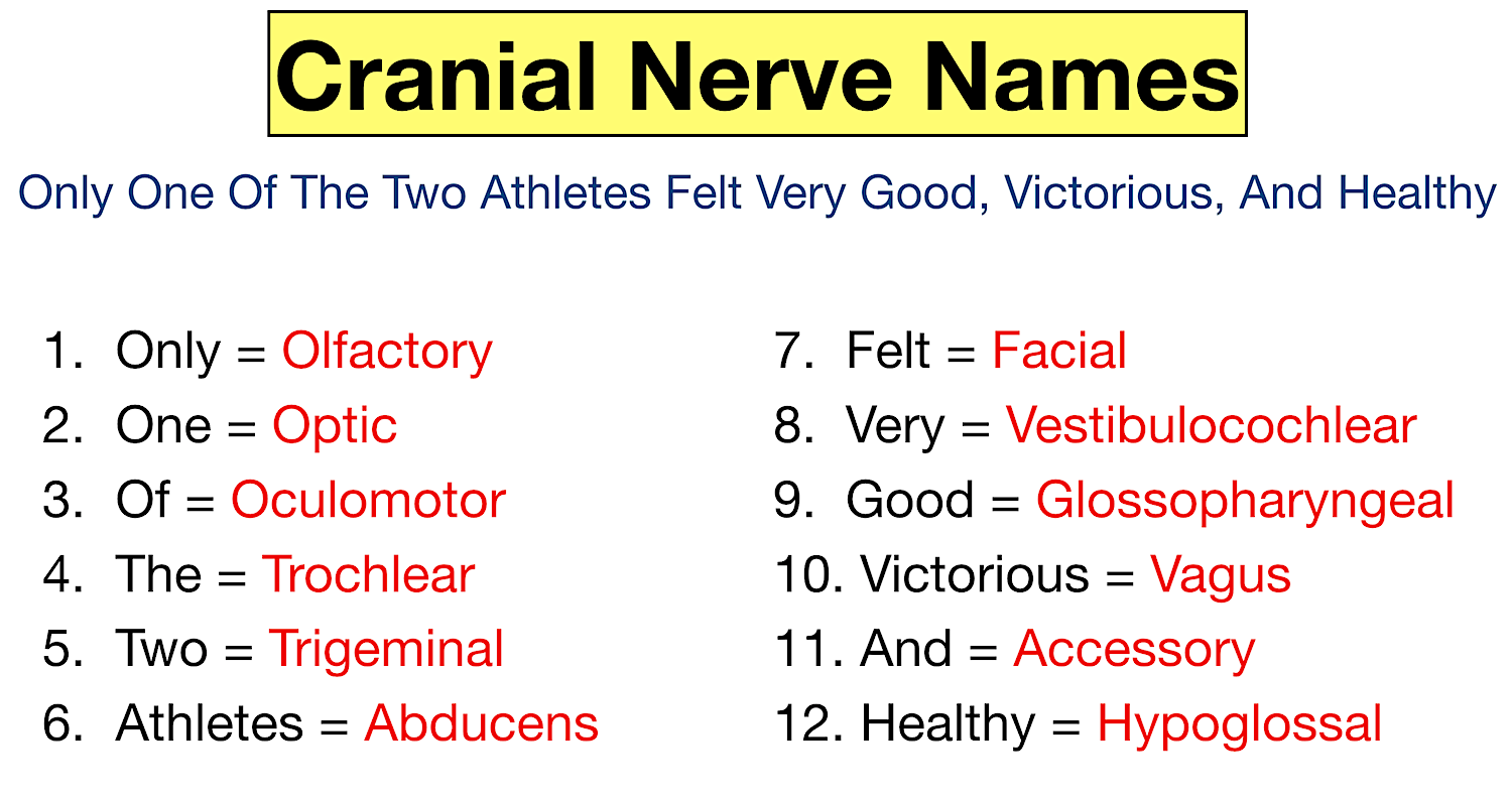 10 Easy Cranial Nerve Mnemonics for Quick Recall - E Phlebotomy Training 10 Easy Cranial Nerve Mnemonics for Quick Recall - E Phlebotomy Training